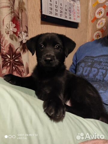 Щенок Лабрадора дев