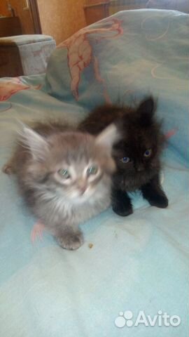 Котятки 2 месяца