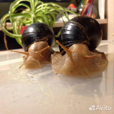 Улитка Ахатины даром