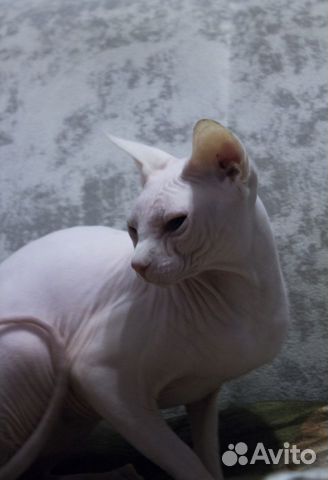 Вязка, ждём невесту