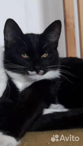 Пушистый друг