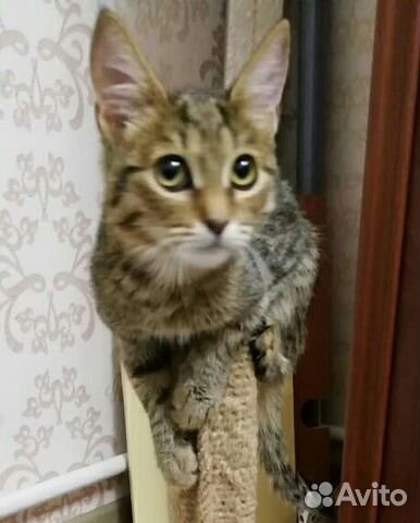 Котенок Смайлик ищет семью