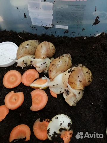 Улитки ахатины фулики и суббулины