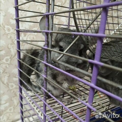 Шиншилла (2мес)