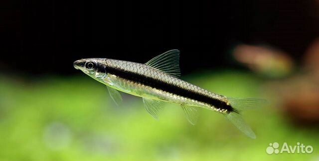 Сиамский водорослеед