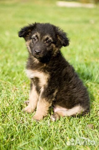 Барон-мальчик 2 мес