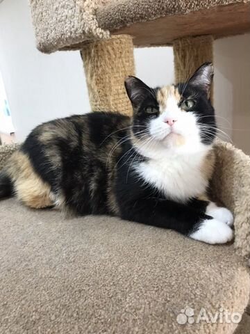 Кошка бесплатно