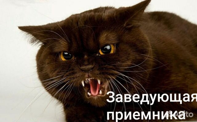 Возьму кота экзота