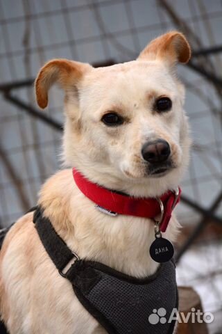 Басенька ждет хозяина