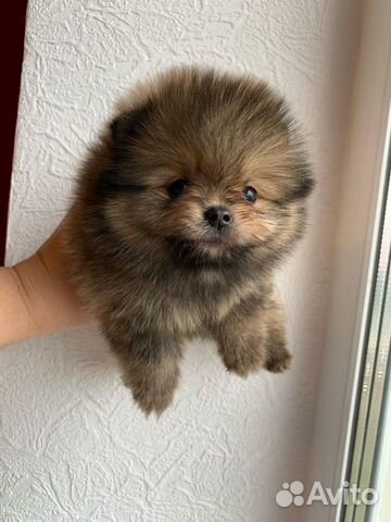 Шпиц - девченочка