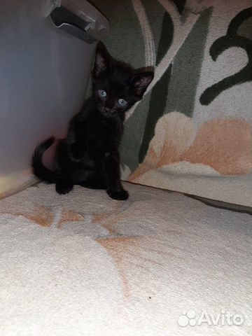 Черный Катенок