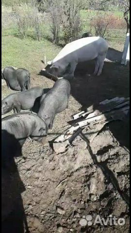 Вьетнамские свини