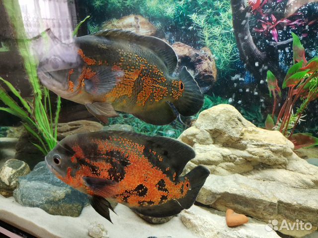 Астронотусы (продажа/обмен)