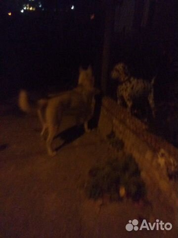 Нашла Хаски