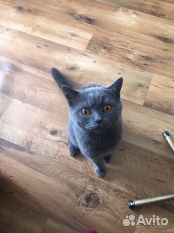 Британский котик