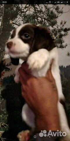 Бретонский Эпаньоль щенок