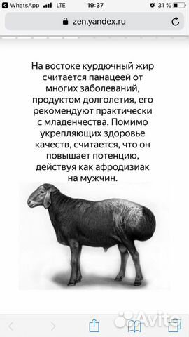 Эдельбаевский курдючный баран