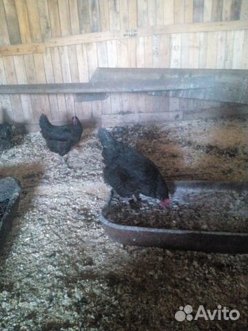 Куры несушки