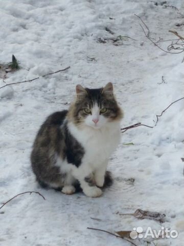 Кошка, которая гуляет сама по себе одна на даче
