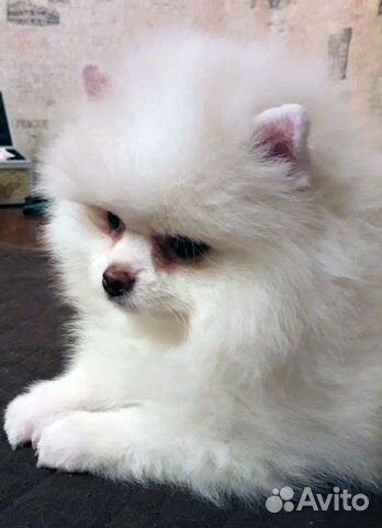 Продаю клубных щенков шпица