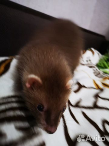 Хорёк фретка