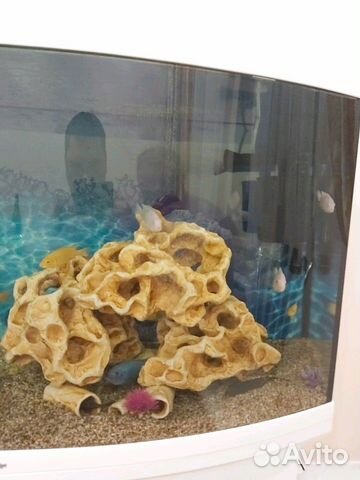 Цихлиды белый принц