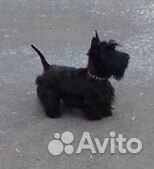 Щенок скотч-терьера
