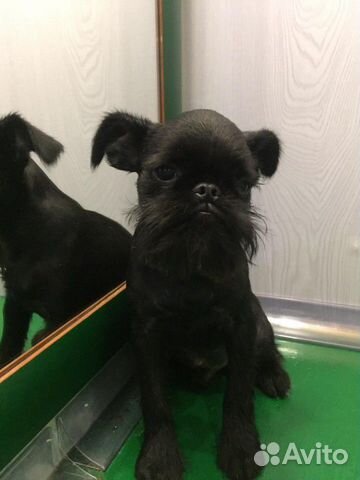 Шикардосный парень РКФ