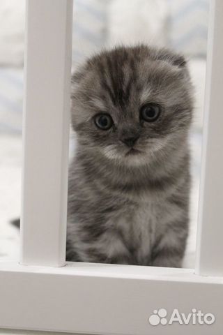 Скотиш-фолд мальчик Стар
