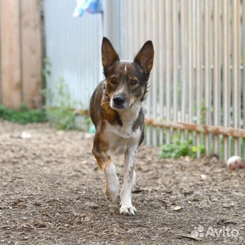 Отдам в добрын