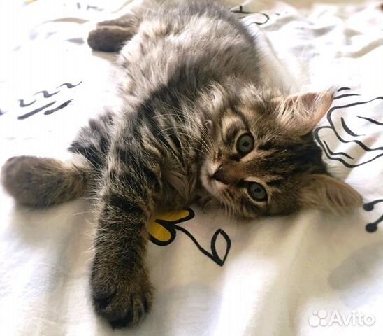 Котёнок кошка 5 мес.ищет дом и семью