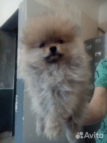 Щенки немецкого шпица