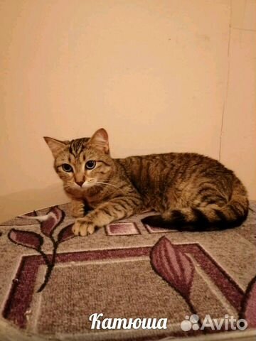 Тигрица Катюша желает обрести дом и семью