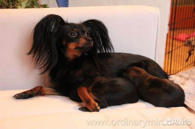 Щенки Русского Тоя длинношерстного РКФ