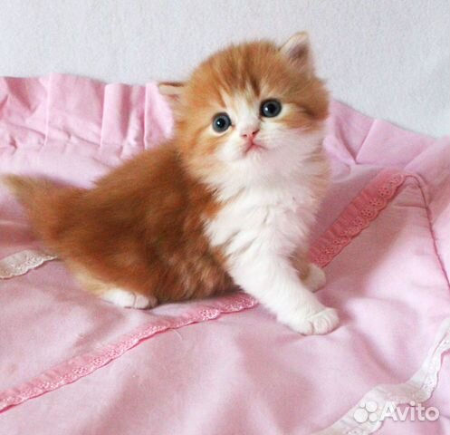 Нежные, необычайно красивые котики-лапочки