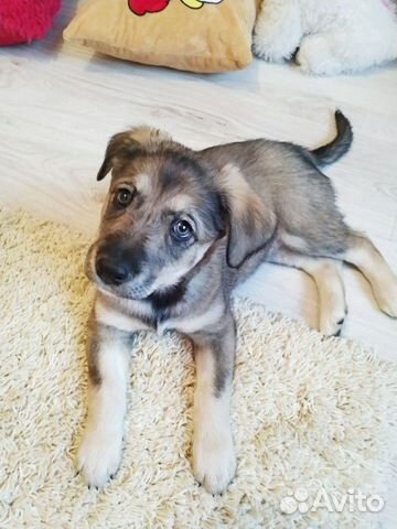 Красивый щенок пепельного окраса