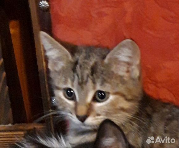 Чудесные крохи - малышки ищут дом