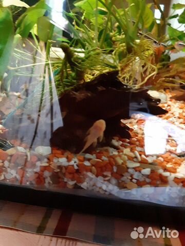 Анциструсята желтые