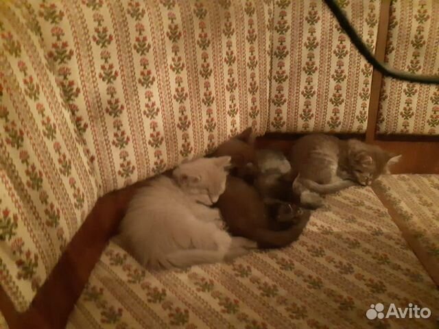 Котята смешанной породы в добрые руки