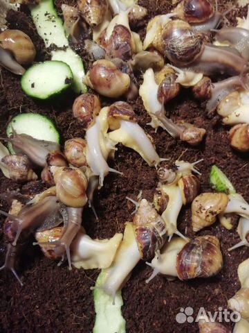 Улитки Ахатин