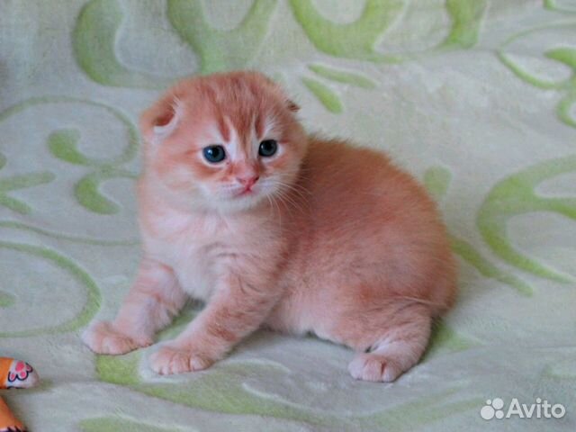 Яркий шотландский малыш с документами