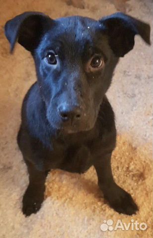 Смельчак Лорд в дар в добрые руки