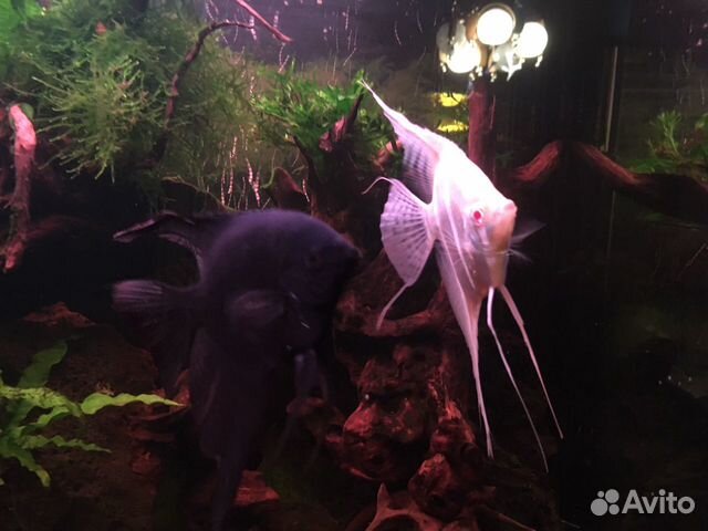 Скалярия и анциструс