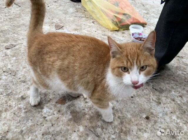 Очаровательный рыжий котик