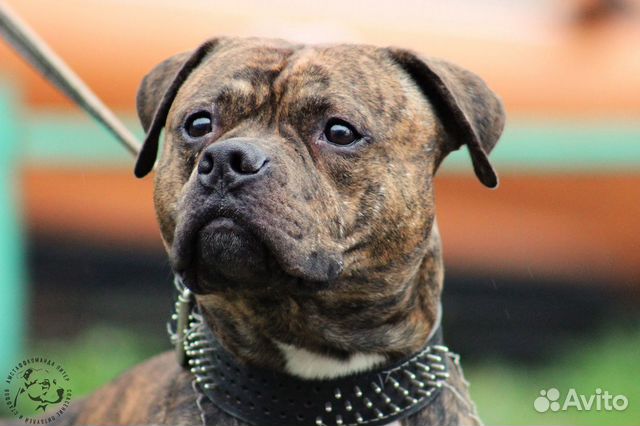 Питбуль в дар