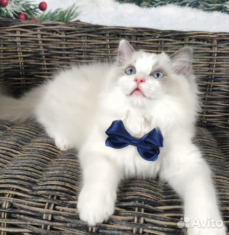 Голубой биколор рэгдолл, документы