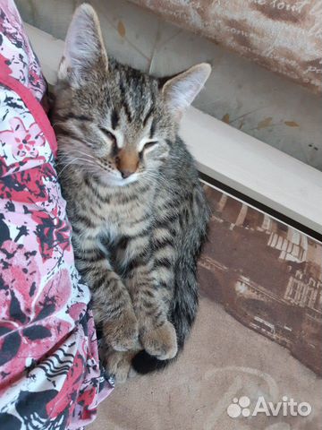 Три задорных котика ищут добрых хозяев) Отдаю трои