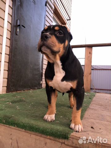 Американский Булли крутой пацан