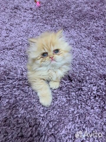 Персидские котята