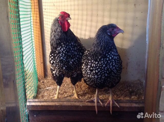 Петухи породы виандот серебристый стандарт